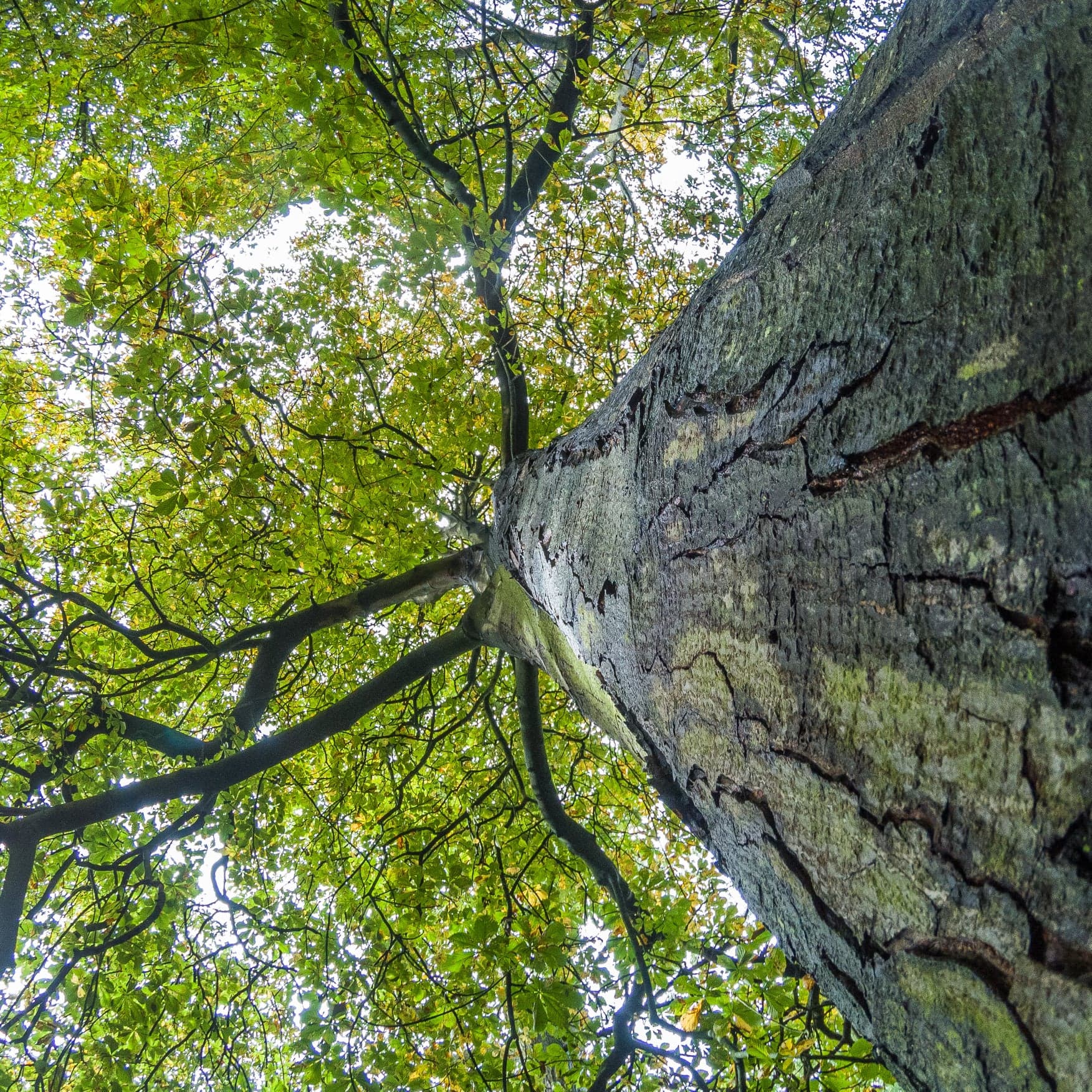 Arboricultural Services & Tree Consultants