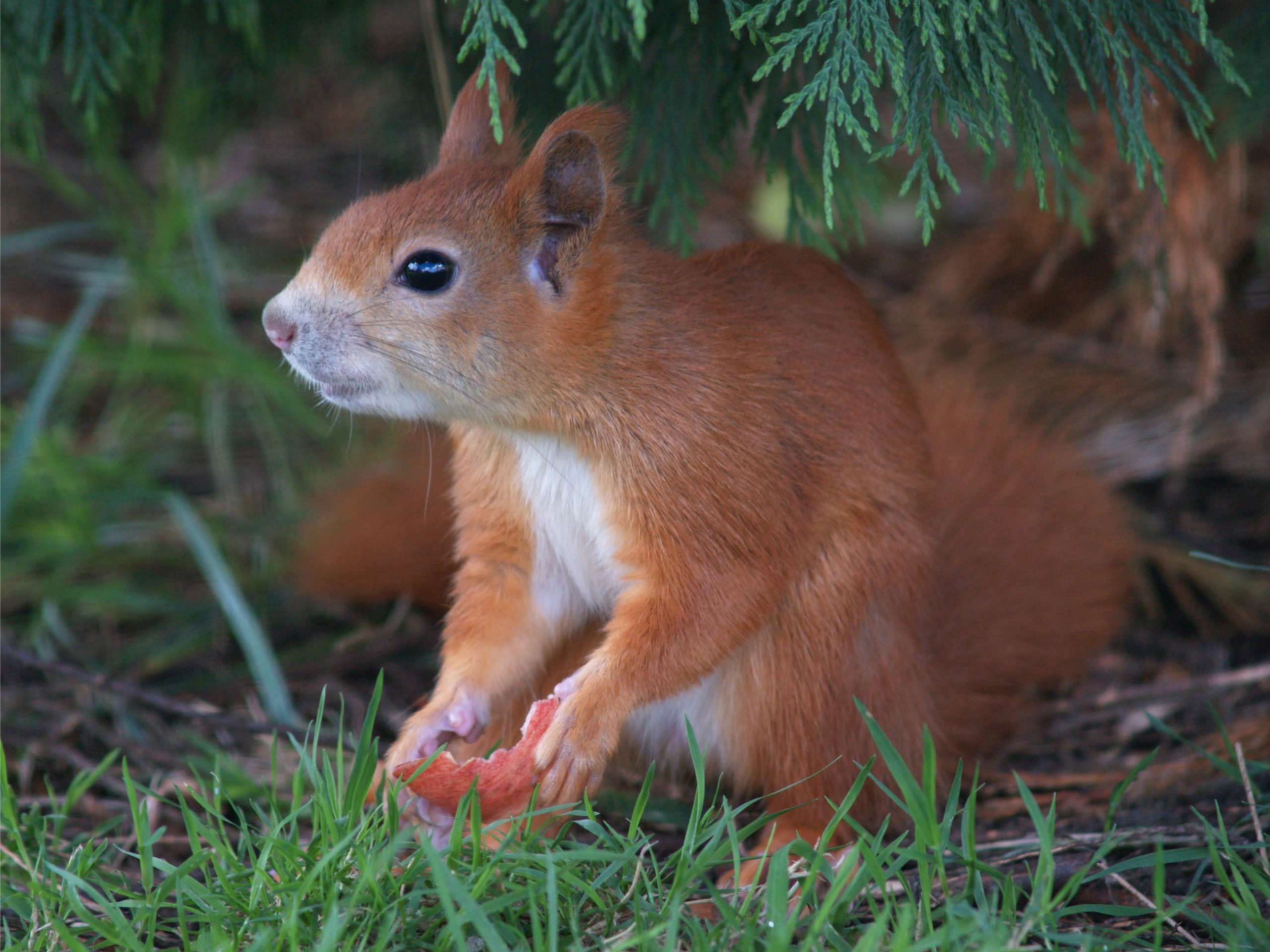 Thomson Ecology Handbook: Priority habitats, species and development