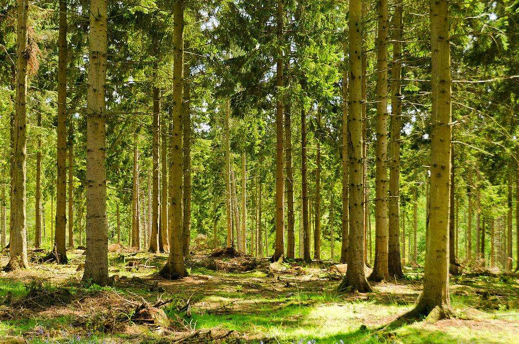 Creating the Northern Forest - Thomson Environmental Consultants Creating the Northern Forest - Thomson Environmental Consultants