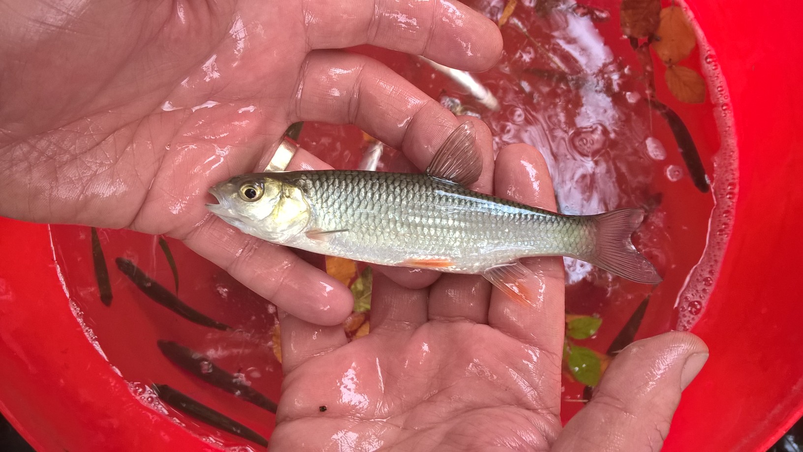 Fish rescue to keep fish safe during flood alleviation work
