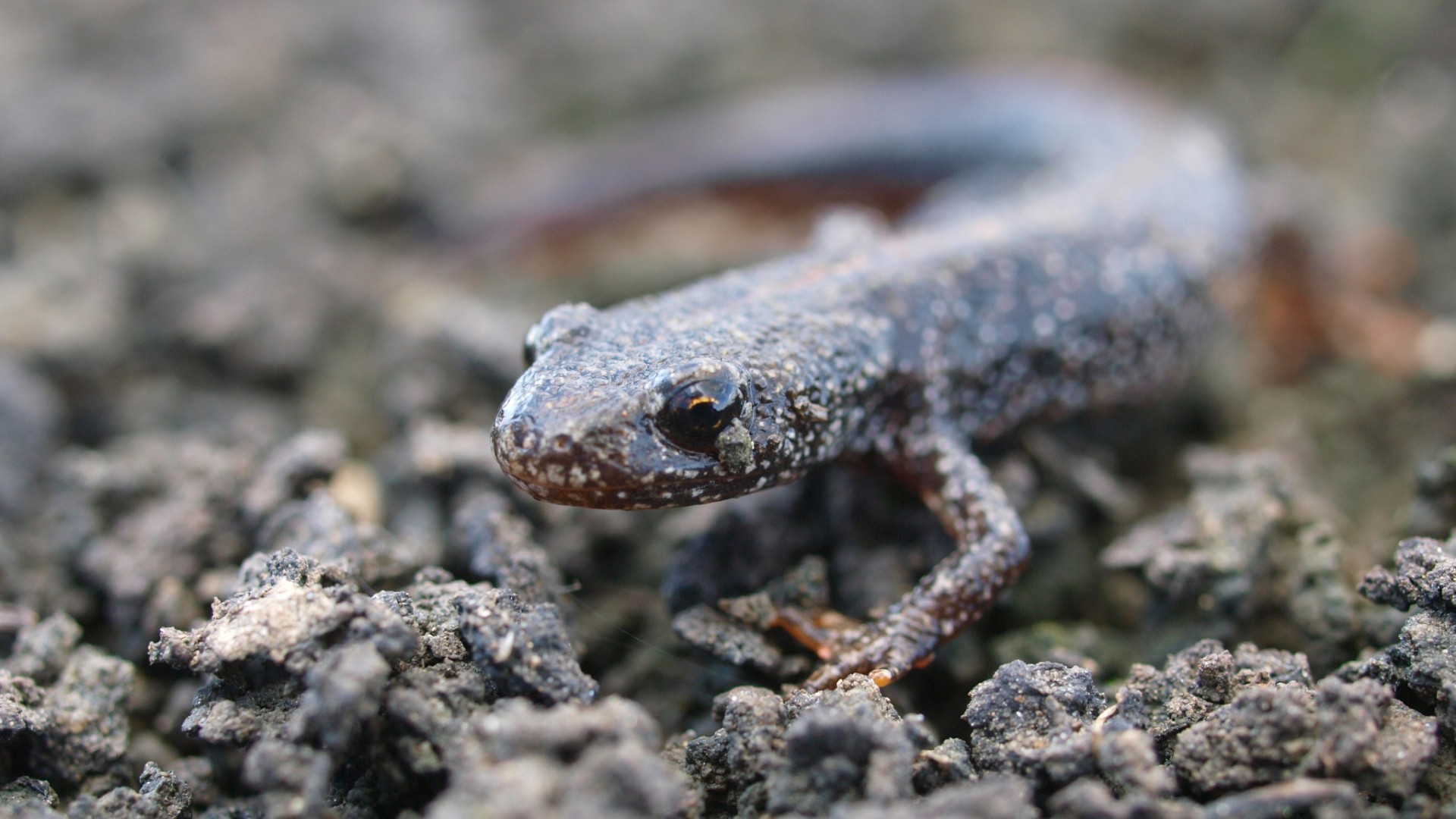 The private life of great crested newt - Thomson Environmental Consultants