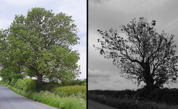 Ash dieback: the signs and symptoms - Thomson Environmental Consultants