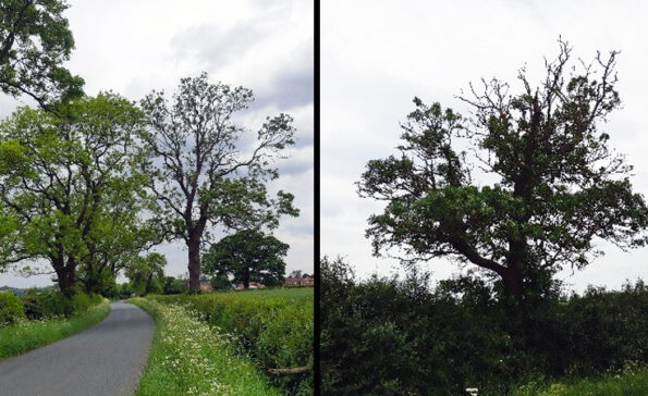 Ash dieback: the signs and symptoms - Thomson Environmental Consultants