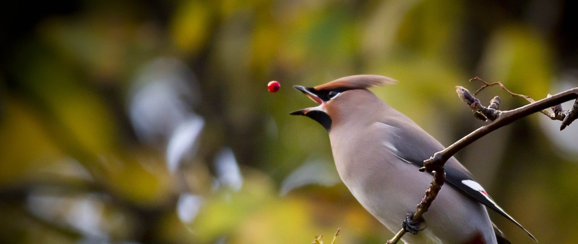 Bird Survey Services | Thomson Environmental Consultants