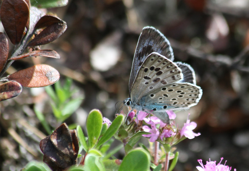 The Large Blue Butterfly makes a comeback