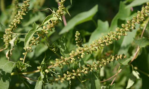Ragweed on the rise - Thomson Environmental Consultants