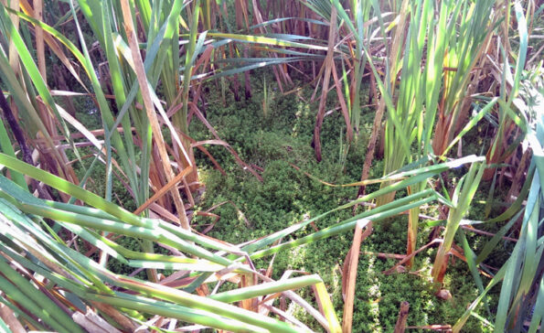 Top five invasive plants encountered by developers - Thomson EC