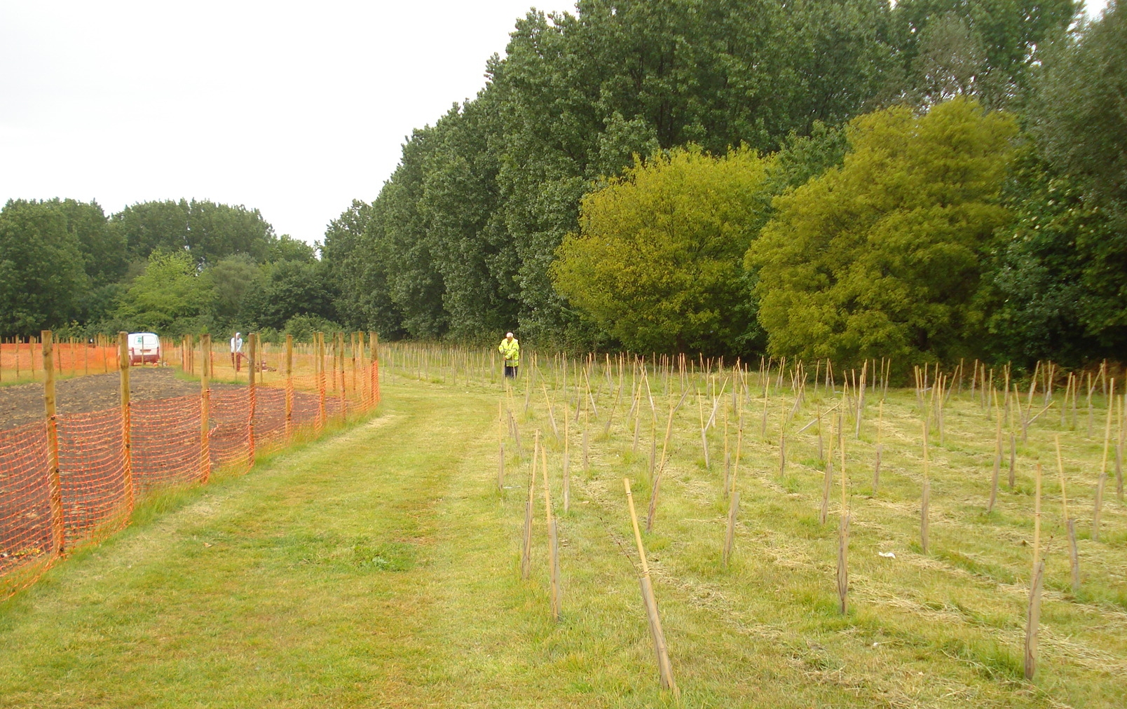 Landscape and habitats continuity tree planting schemes BS8545:2014