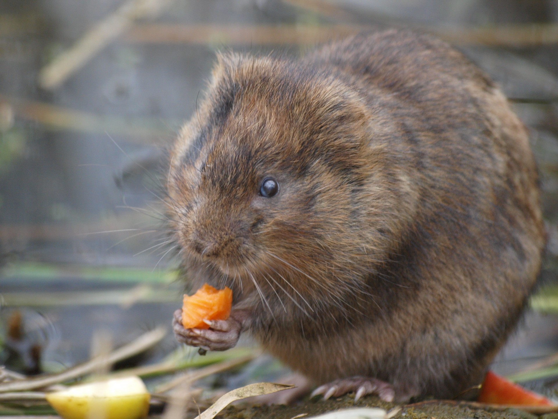 Water vole surveys | Thomson Environmental Consultants