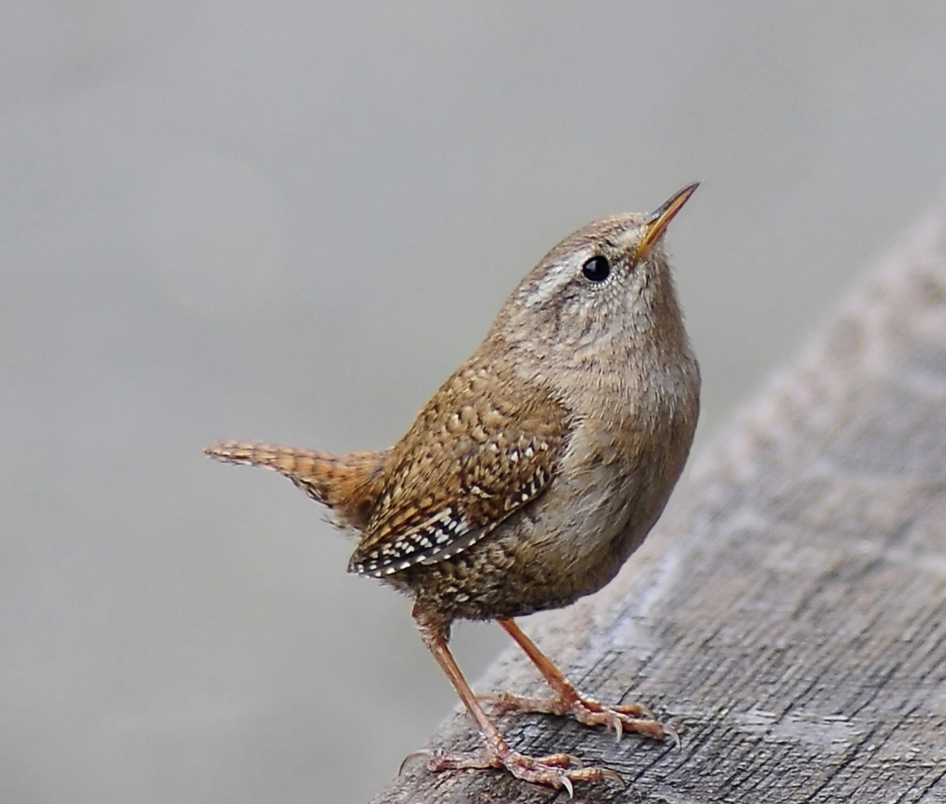 Out of season, but not out of song