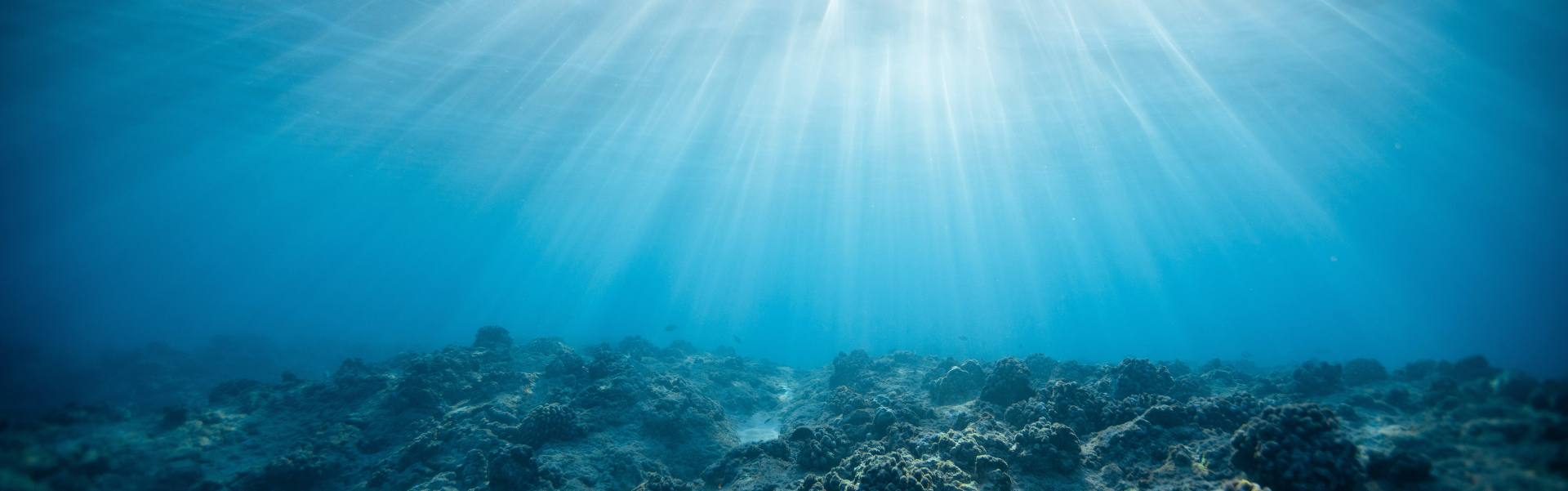 Deep Blue – Marine Ecology Newsletter, Autumn 2021 - Thomson ...