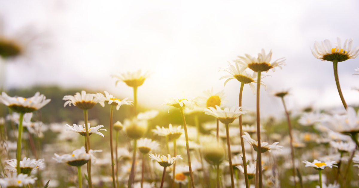 Is your project ready for Spring? - Thomson Environmental Consultants