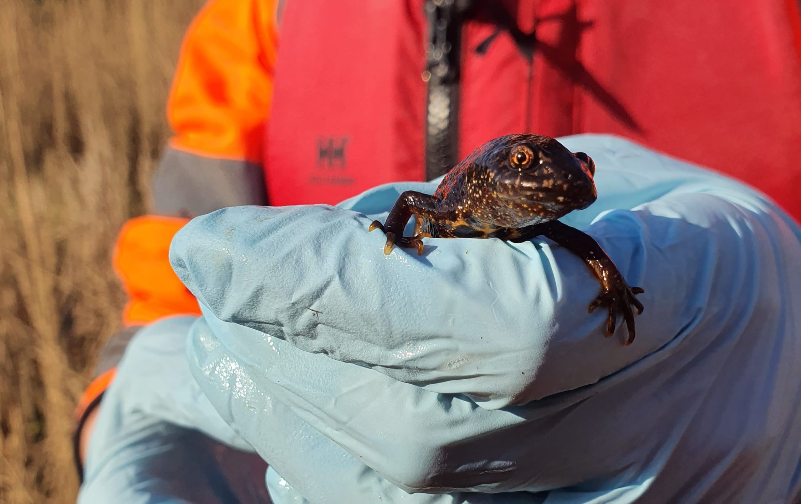 Great crested newt licensing explained - Thomson Environmental Consultants