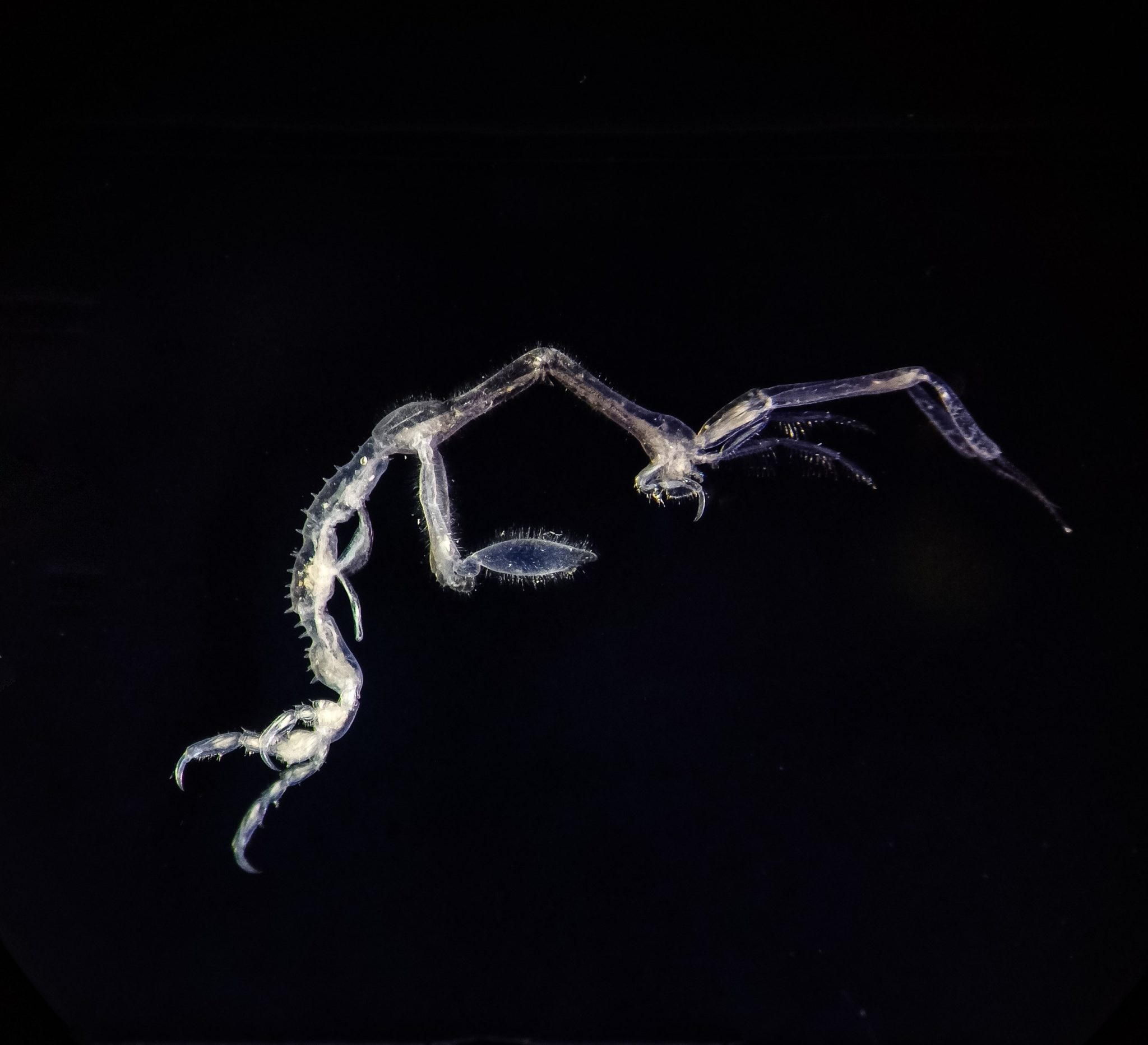 Through the lens Caprella mutica. A very successful hitchhiker ...