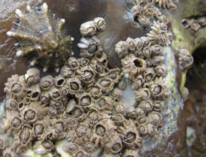 Through the lens: Barnacles - Thomson Environmental Consultants