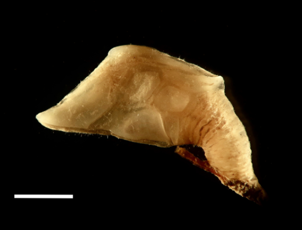 Through the lens: Barnacles - Thomson Environmental Consultants