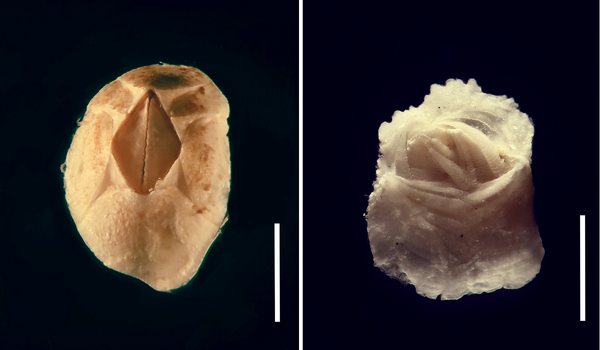 Through the lens: Barnacles - Thomson Environmental Consultants