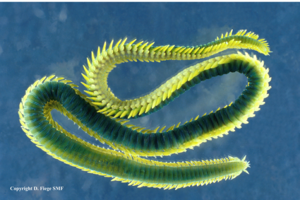 Through the Lens: Phyllodocidae - Thomson Environmental Consultants