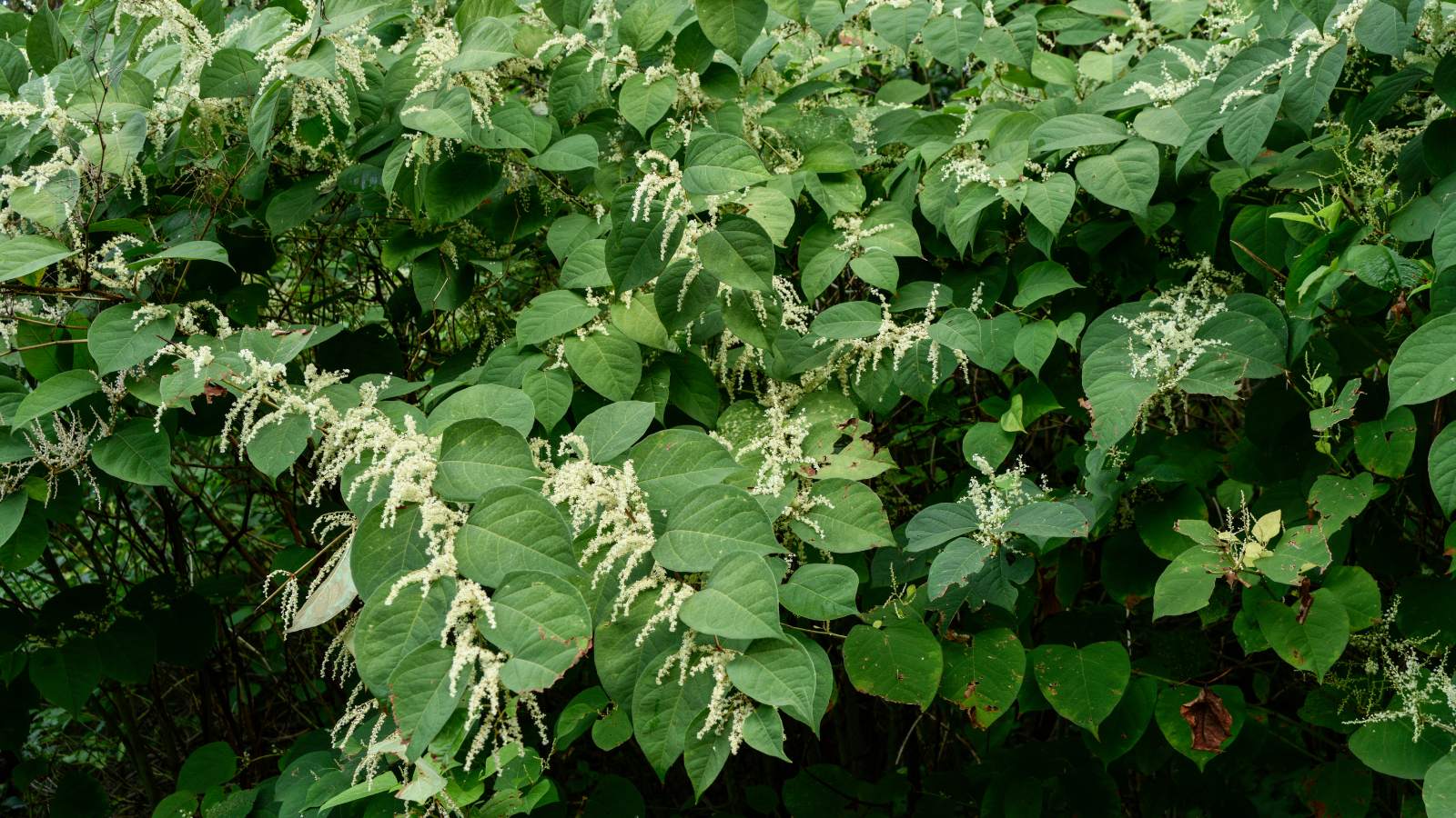 Identifying and managing Japanese Knotweed with Thomson EC