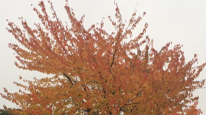 Season of mists and mellow fruitfulness – and tree surveys!