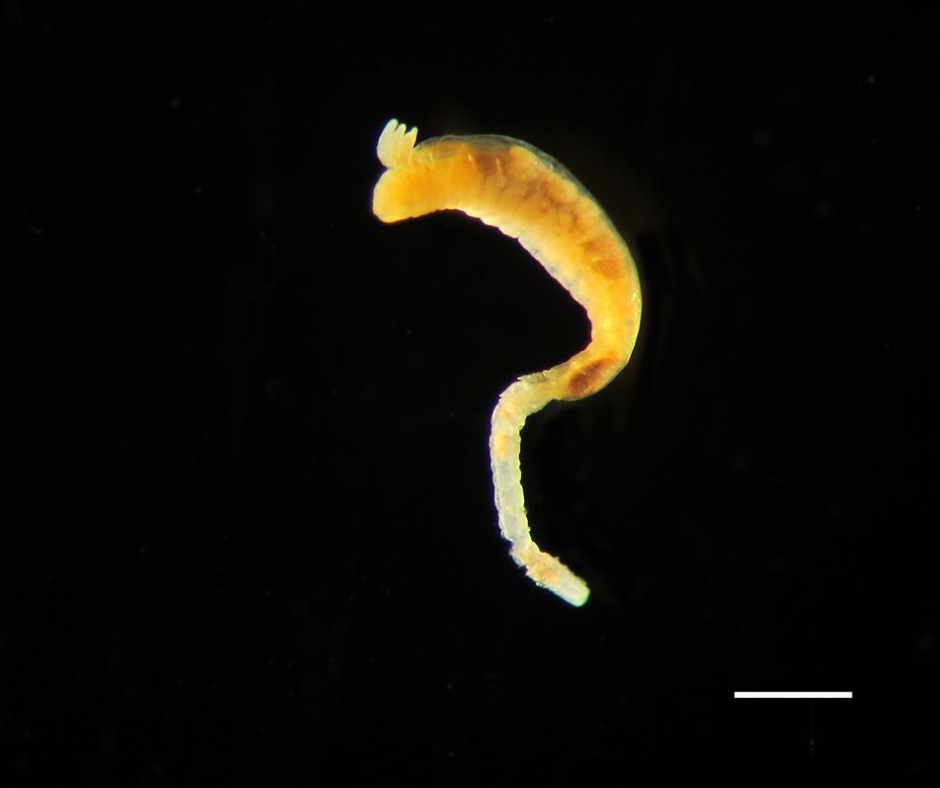 Offshore wind decommissioning - Thomson Environmental Consultants