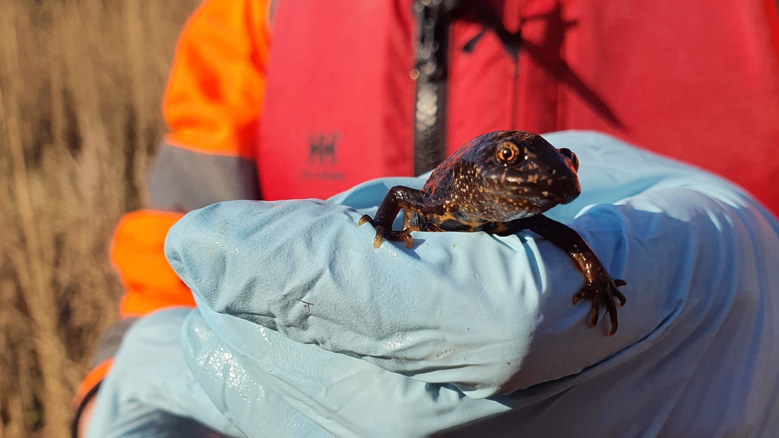 Great crested newt licensing explained - Thomson Environmental Consultants