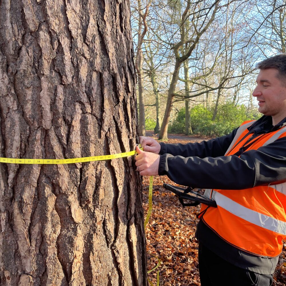Ash dieback: the signs and symptoms - Thomson Environmental Consultants
