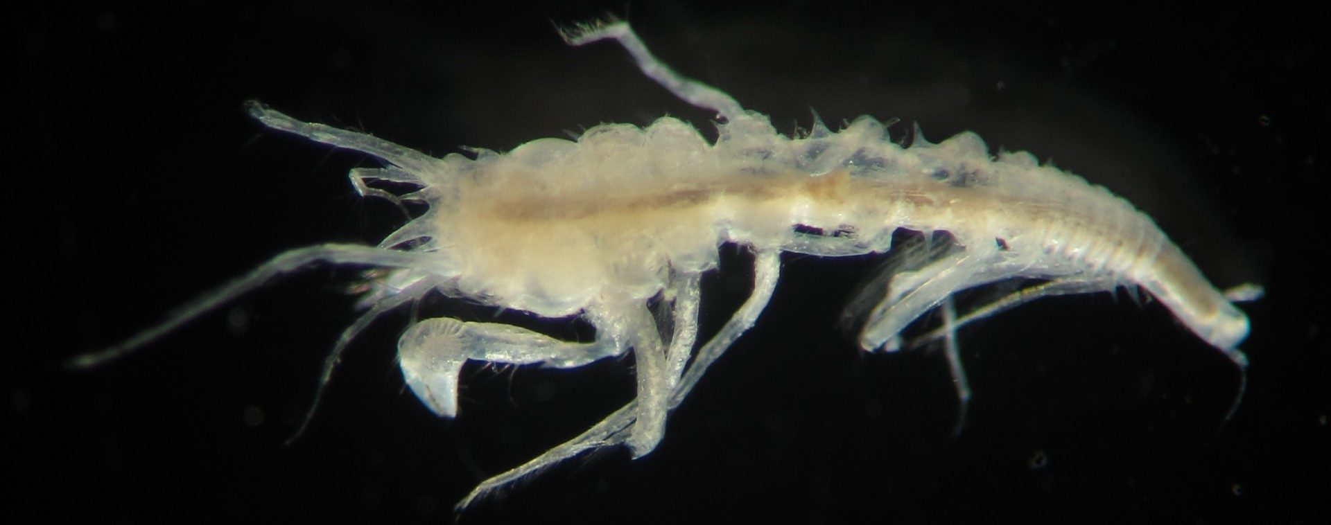 Rarely encountered animals found in deep waters - Thomson Environmental ...