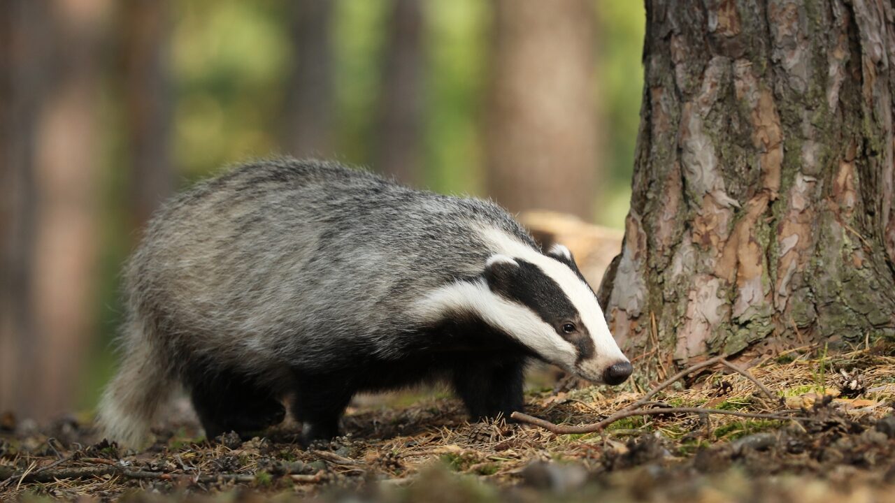 How to recognise a badger habitat - Thomson Environmental Consultants